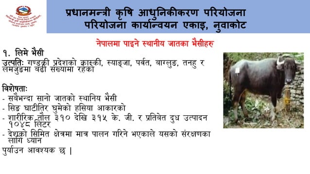 Breed of cattle and Buffalo | PDF