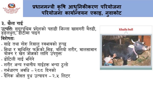 Breed of cattle and Buffalo | PDF