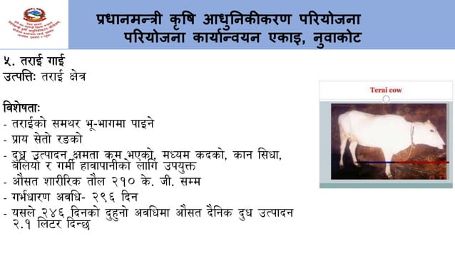 Breed of cattle and Buffalo | PDF