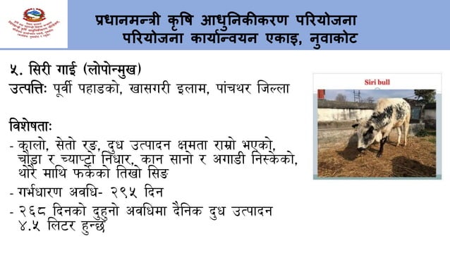 Breed of cattle and Buffalo | PDF