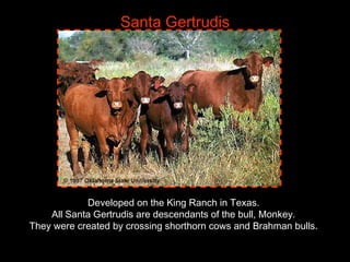 Breeds of Bovine | PPT