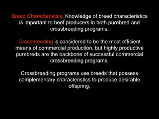 Breeds of Bovine | PPT