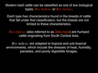 Breeds of Bovine | PPT