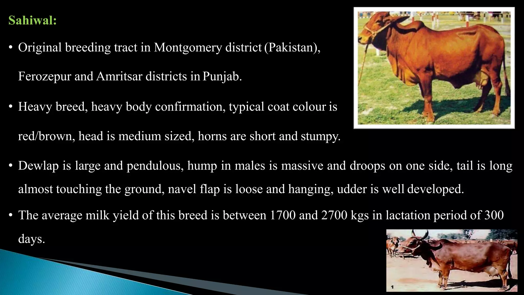 Breeds-of-Cattle(2)-converted.pptx