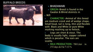 Breeds-of-Cattle(2)-converted.pptx