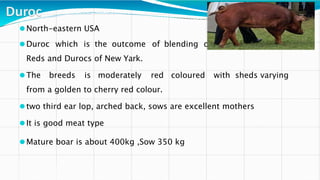 Breeds-of-Cattle(2)-converted.pptx