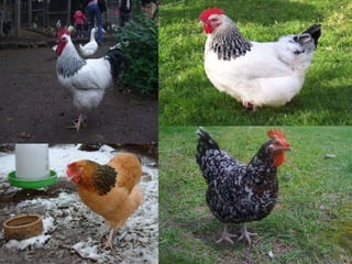 Breeds of poultry of india ........................... | PPTX