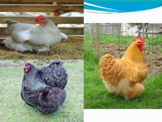 Breeds of poultry of india ........................... | PPTX