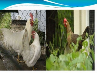 Breeds of poultry of india ........................... | PPTX