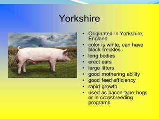 Breeds-of-swine.pdf
