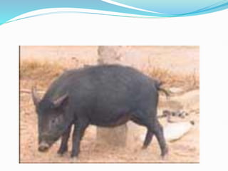 Breeds Of Swine Pdf