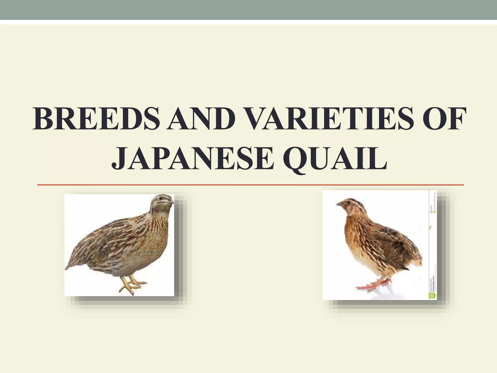 Breeds and varieties of quail | PPTX