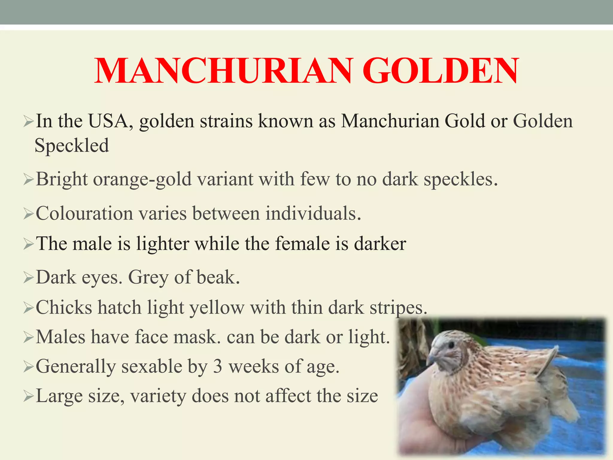 Breeds and varieties of quail | PPTX