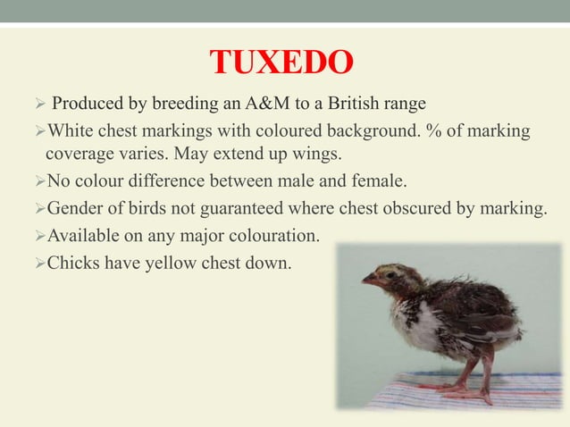 Breeds and varieties of quail | PPTX | Birds | Pets