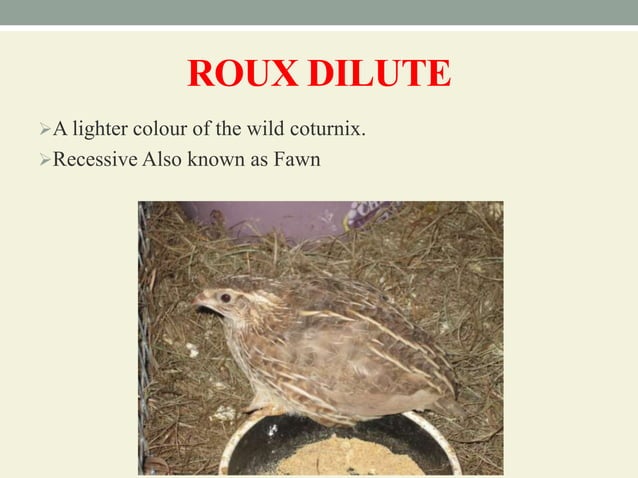 Breeds and varieties of quail | PPTX | Birds | Pets