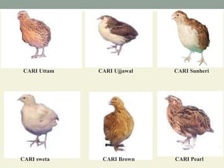 Breeds and varieties of quail | PPTX
