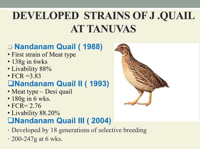 Breeds and varieties of quail | PPTX | Birds | Pets