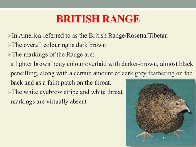 Breeds and varieties of quail | PPTX | Birds | Pets