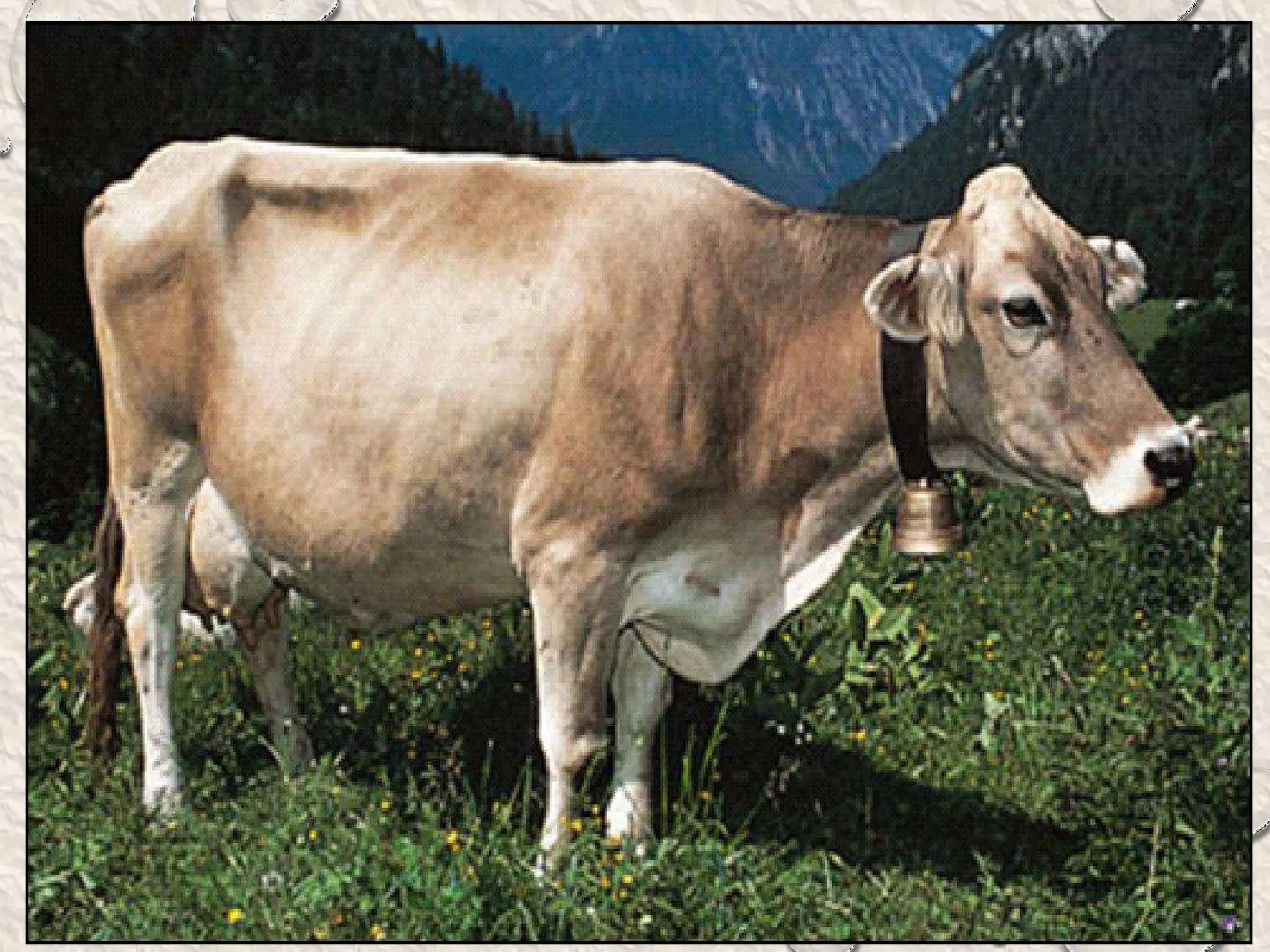 Breeds cattle & buffalo.pptx different local breeds of Pakistan | PPTX