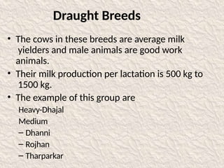 Breeds cattle & buffalo.pptx different local breeds of Pakistan | PPTX