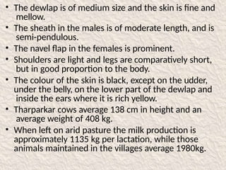 Breeds cattle & buffalo.pptx different local breeds of Pakistan | PPTX