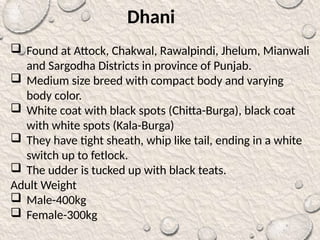 Breeds cattle & buffalo.pptx different local breeds of Pakistan | PPTX