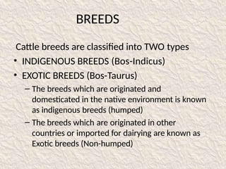 Breeds cattle & buffalo.pptx different local breeds of Pakistan | PPTX