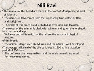 Breeds cattle & buffalo.pptx different local breeds of Pakistan | PPTX