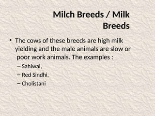 Breeds cattle & buffalo.pptx different local breeds of Pakistan | PPTX