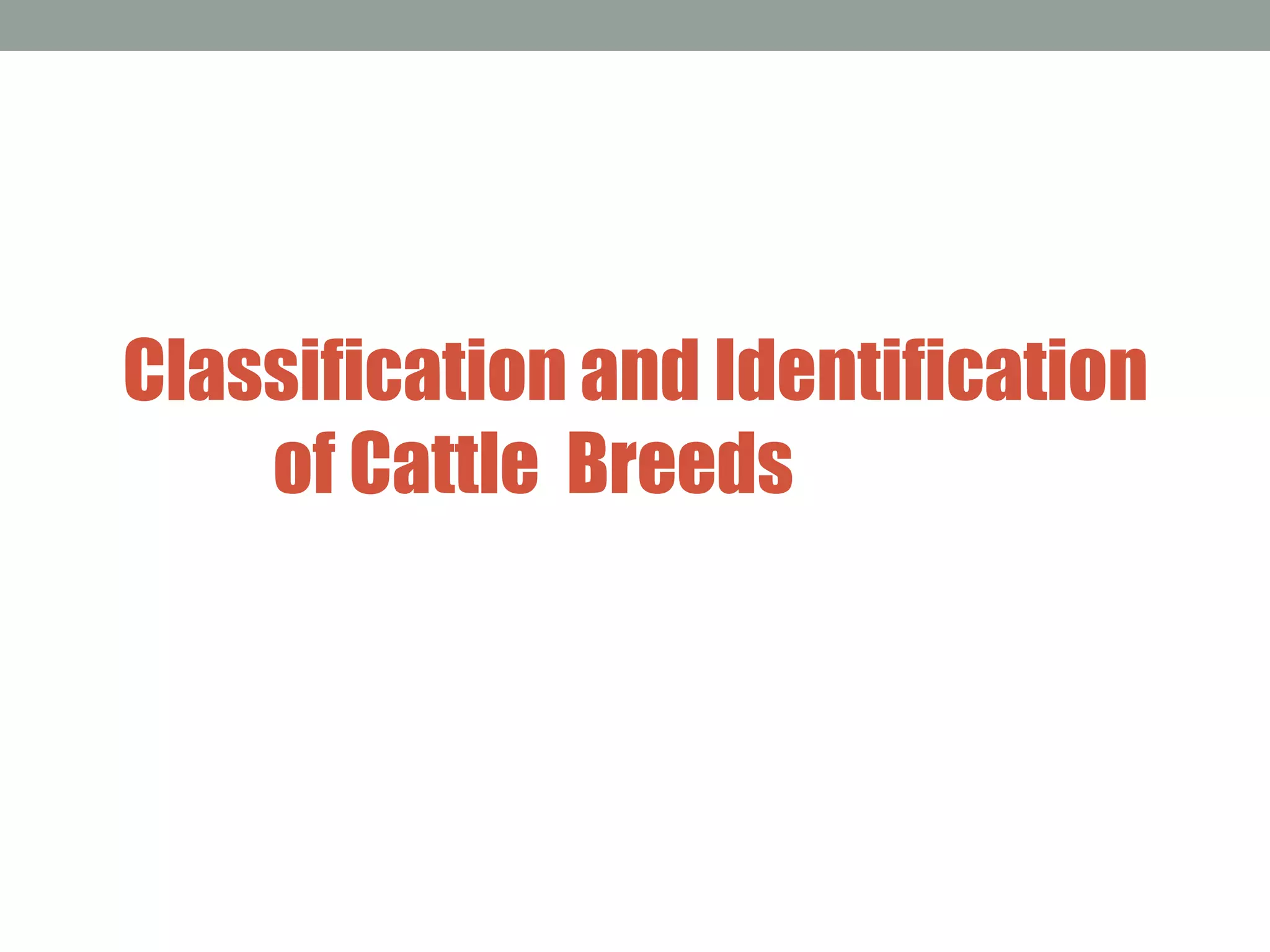 Breeds of Beef Cattle .ppt