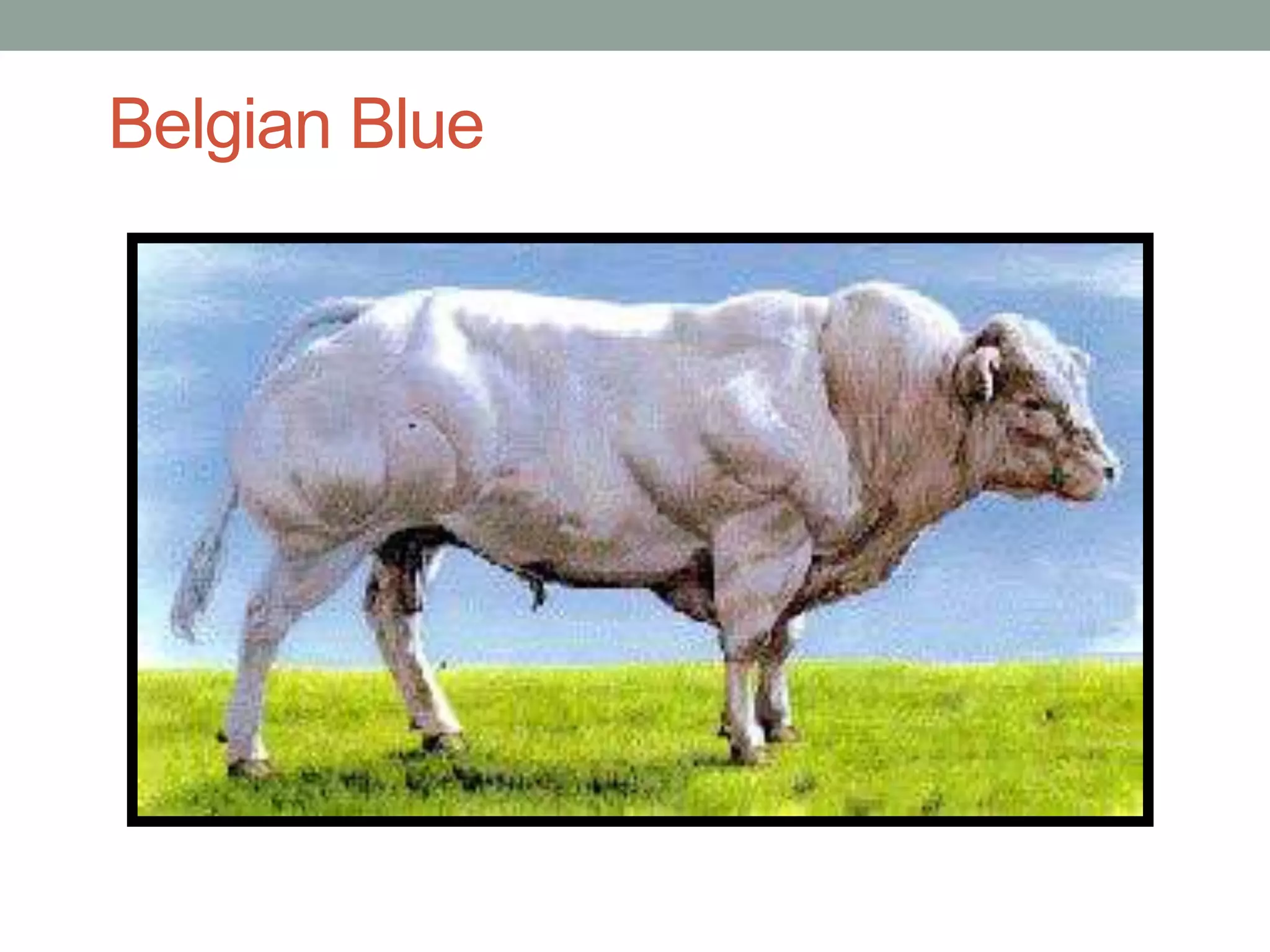 Breeds of Beef Cattle .ppt