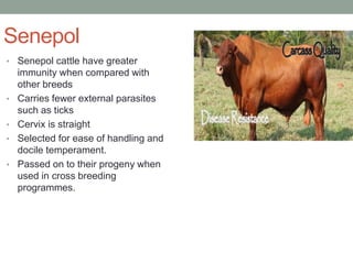 Breeds of Beef Cattle .ppt