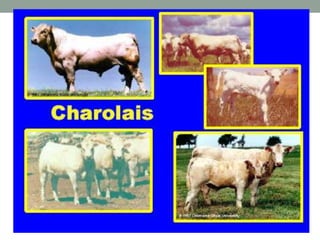 Breeds of Beef Cattle .ppt