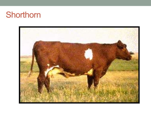 Breeds of Beef Cattle .ppt | Large Animals | Pets