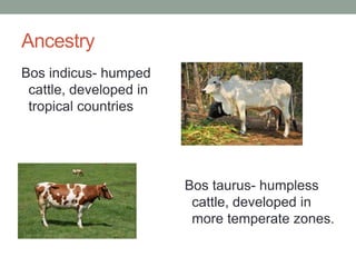 Breeds of Beef Cattle .ppt