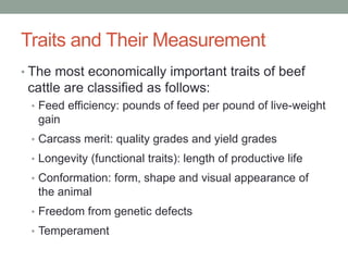 Breeds of Beef Cattle .ppt