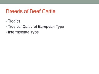 Breeds of Beef Cattle .ppt