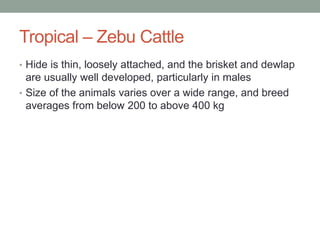 Breeds of Beef Cattle .ppt
