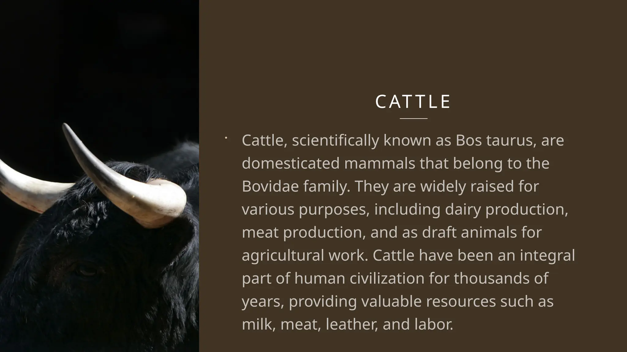 Different Breeds of Dairy Animals - Cattle | PPTX