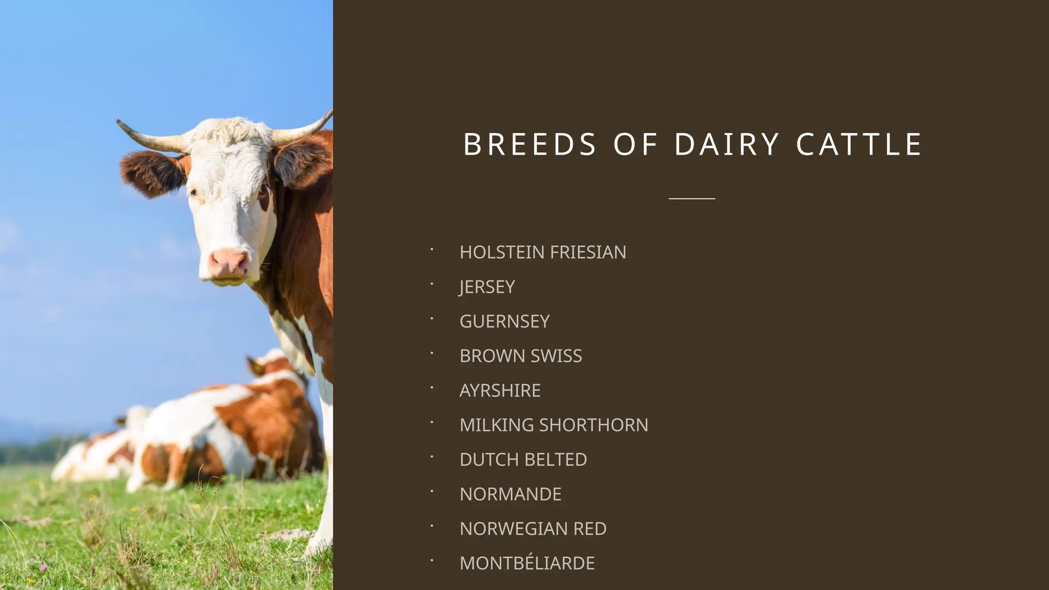 Different Breeds of Dairy Animals - Cattle | PPTX