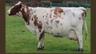 Different Breeds of Dairy Animals - Cattle | PPT