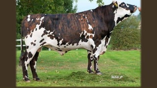 Different Breeds of Dairy Animals - Cattle | PPT