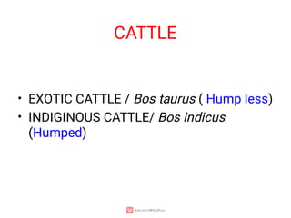 breeds_of_cattle_LPM_1234098765432wdfxdvjnb.ppt