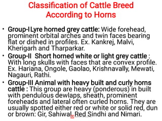 breeds_of_cattle_LPM_1234098765432wdfxdvjnb.ppt