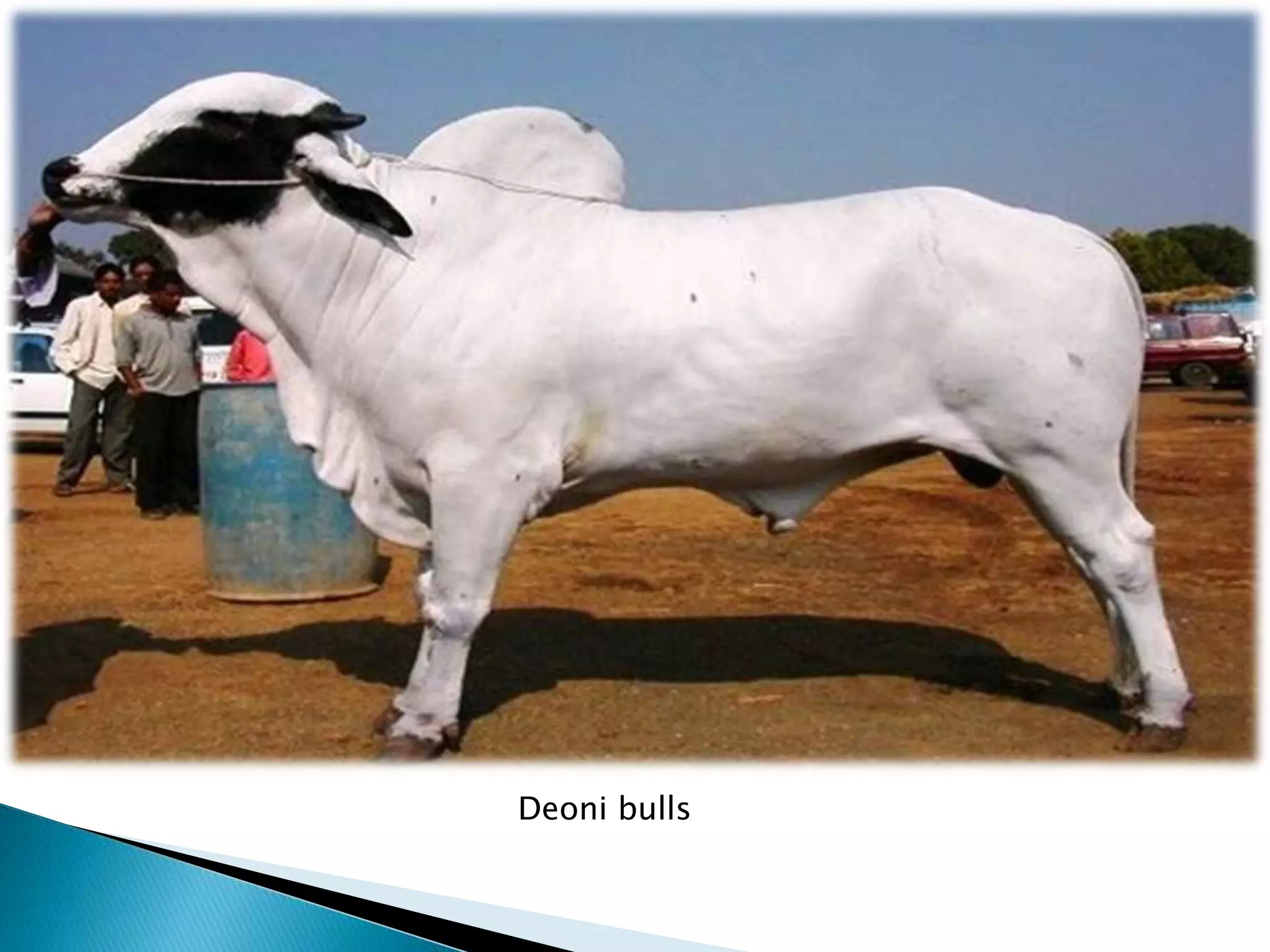 Milch cattle breeds in India | PPTX