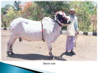 Milch cattle breeds in India | PPTX