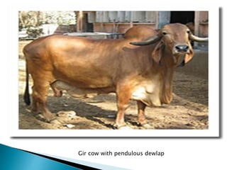 Milch cattle breeds in India | PPTX