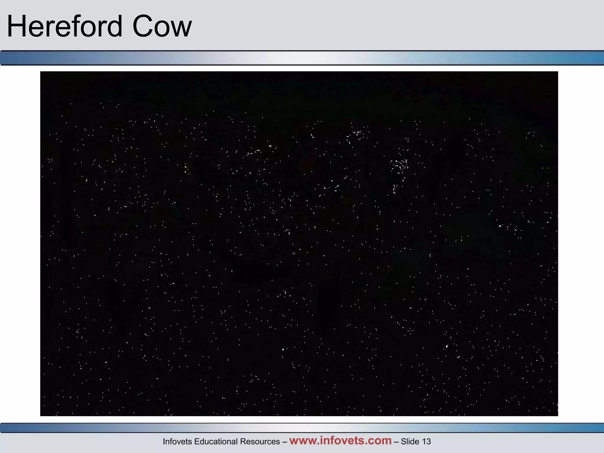 Breeds of cattle PowerPoint.ppt