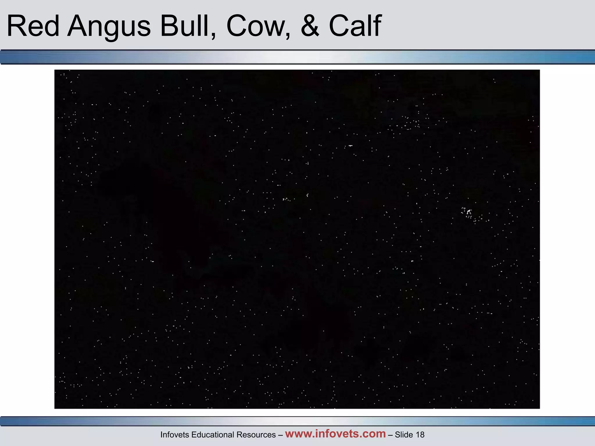 Breeds of cattle PowerPoint.ppt