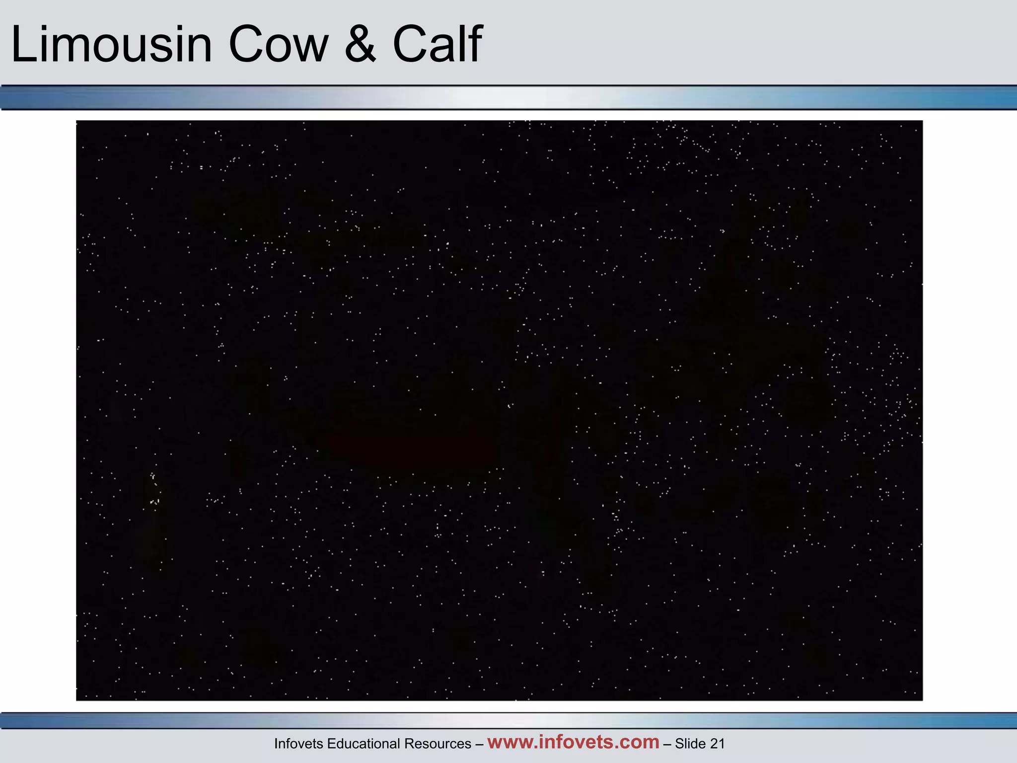 Breeds of cattle PowerPoint.ppt